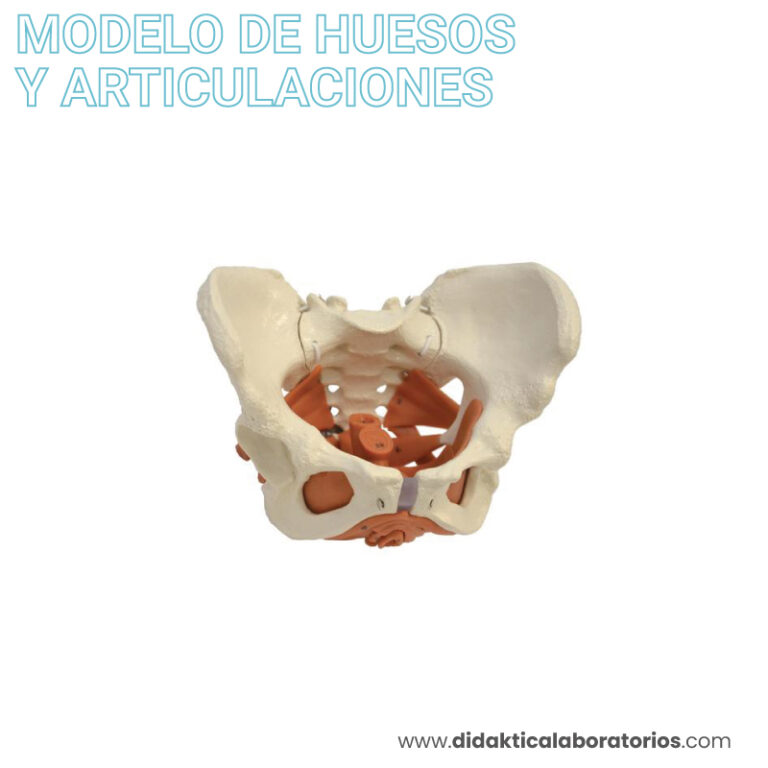 Pelvis femenino con músculos – Didaktica Laboratorios