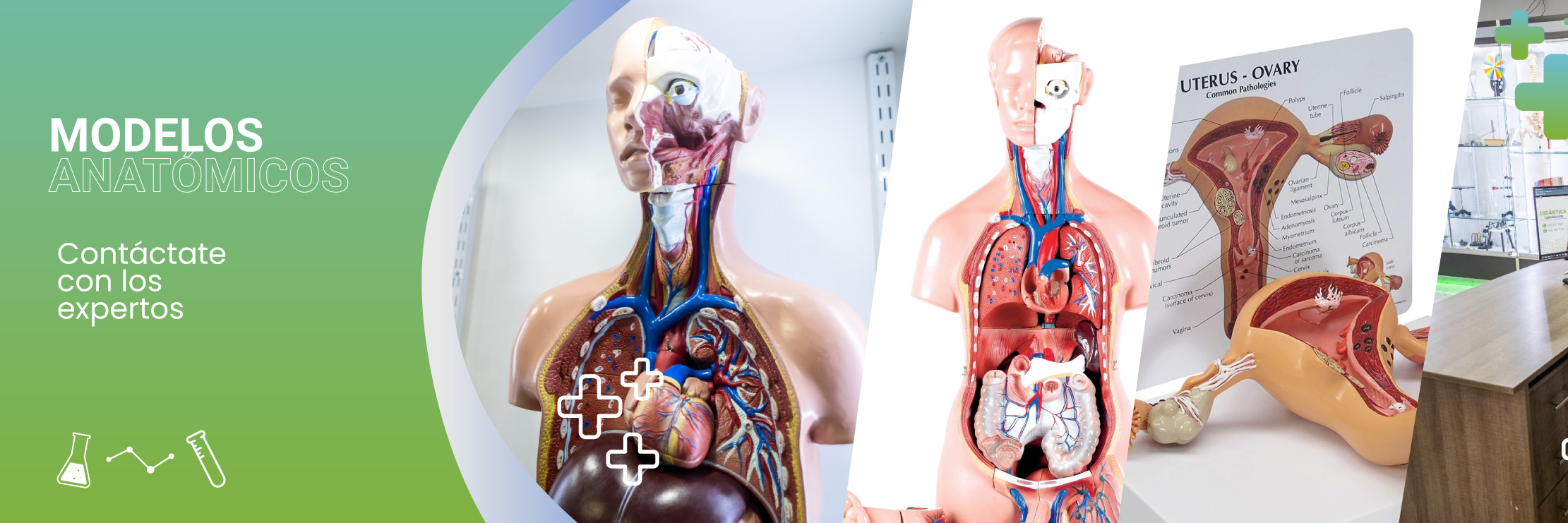 Maquetas anatómicas – Didaktica Laboratorios